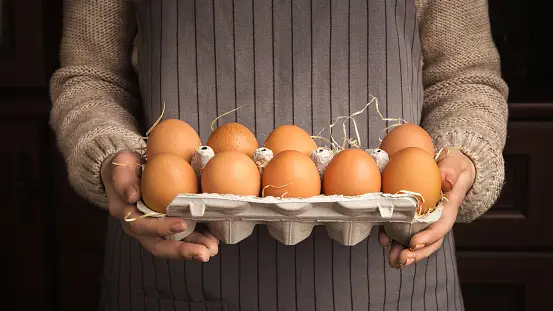 Animal Farming Tips: A Comprehensive Livestock Farming Guide - Npower ...