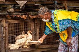How to Start a Small-Scale Poultry Farm: A Beginner’s Guide - Npower ...