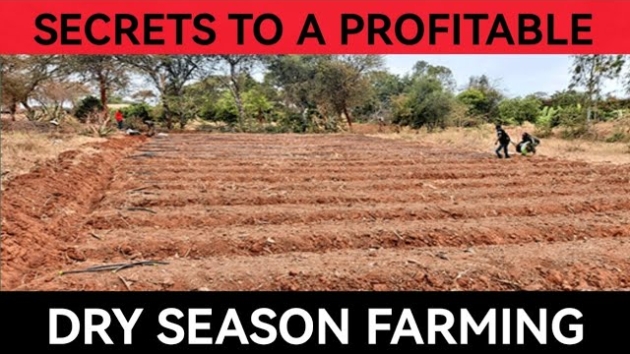 How to Succeed in Dry Season Farming: Essential Tips for Farmers ...