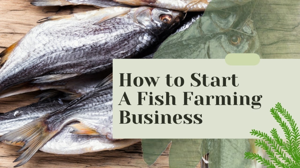 How to Start Fish Farming Business – Npower Farmers
