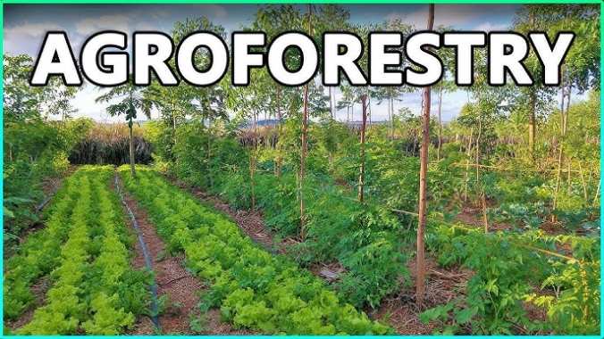 Exploring Agroforestry: A Sustainable Solution for Farmers – Npower Farmers